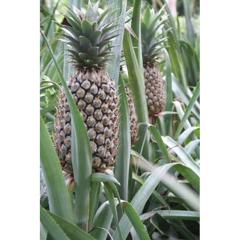 Comprar Piñas frescas y seleccionadas en Azulom.com